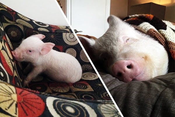 Casal adota mini-porco sem saber que ele evoluiria em 323kg de pura ...