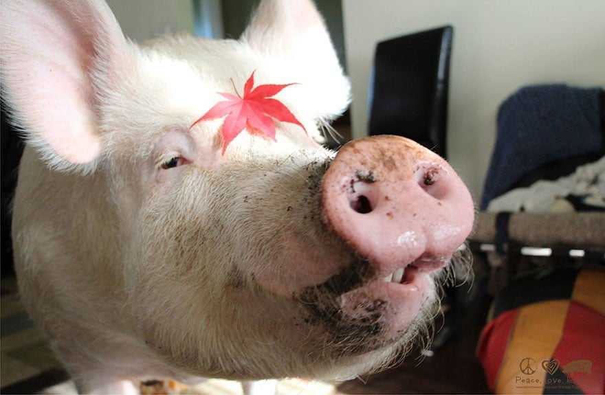 Casal adota mini-porco sem saber que ele evoluiria em 323kg de pura ...