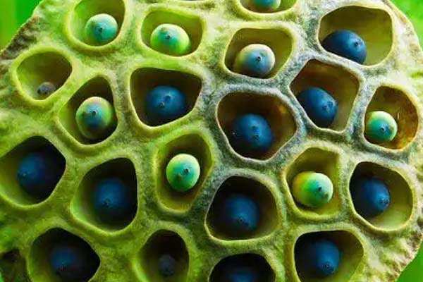 Tripofobia: Tudo o que você precisa saber (medo de buracos)